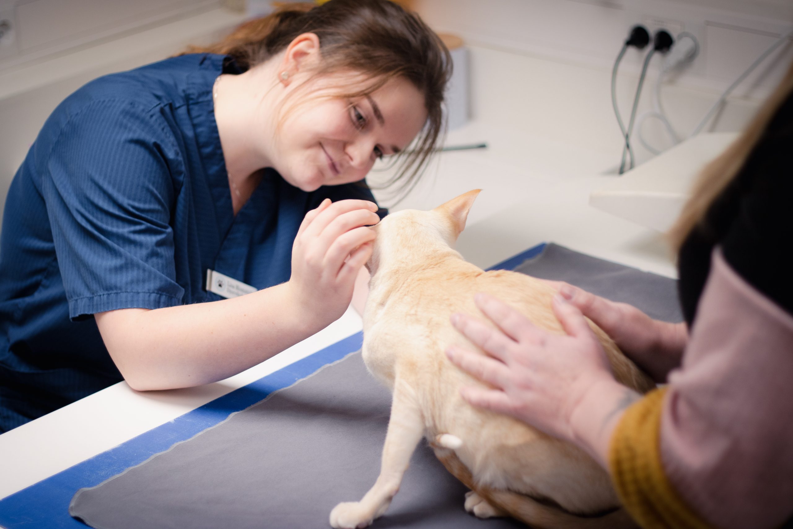 Behandlingar - Veterinärkliniken Birsta